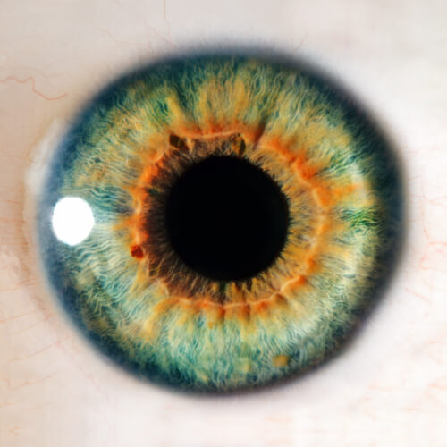 Your Iris Fingerprint - Milwaukee Eye Care
